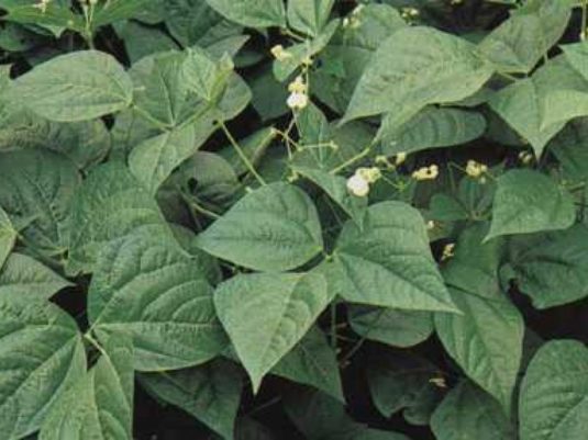 Maragoli Traditional Vegetables-Know Your Food! - David Kedode