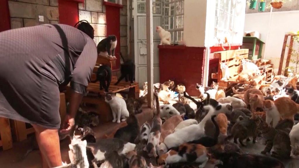 Nairobi Feline Sanctuary: A Beacon of Hope for Cats in Need - David Kedode